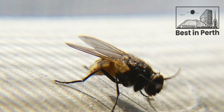 Why Does Perth Have So Many Flies? [2026]