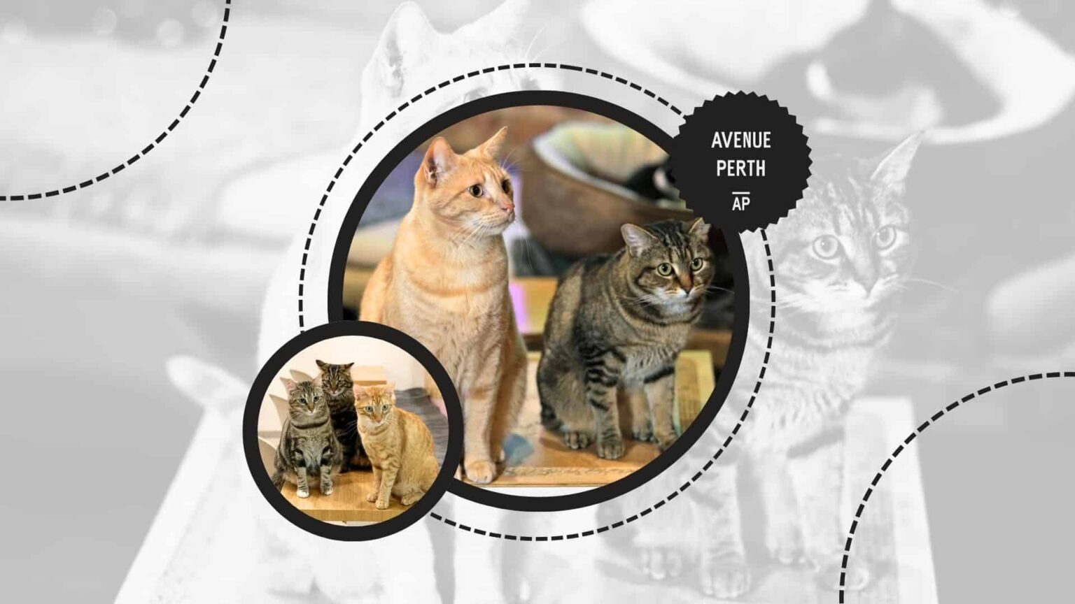 6 Best Things to Do in Subiaco, Perth [2025 ]