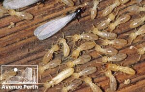 5 Blood Test Providers in Perth That Are Known for Accuracy