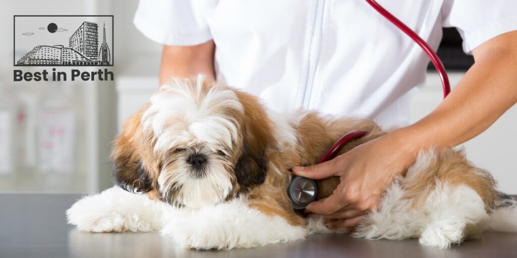 Reviewed: The Top 5 Animal Hospitals in Perth [2026]