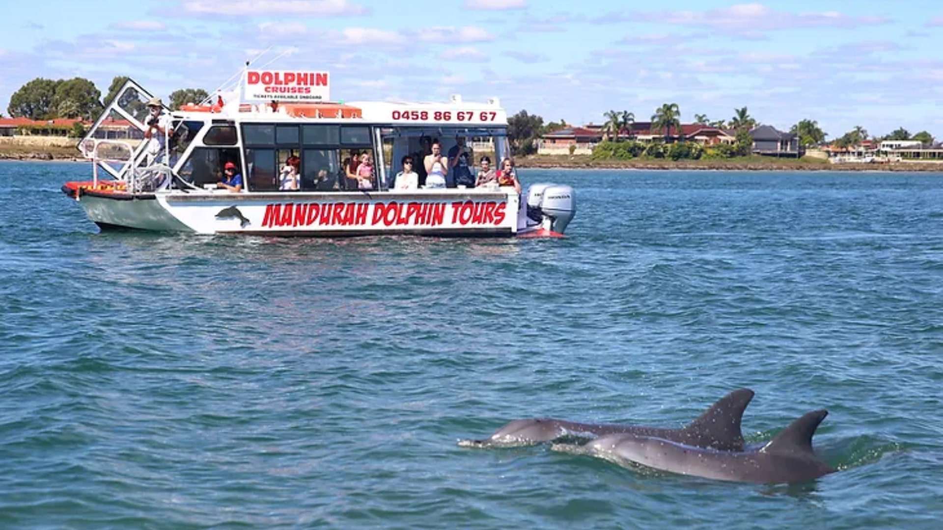 Flipper Frenzy: The Top Dolphin Hotspots in Perth