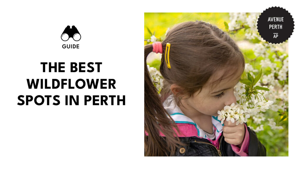 15 Insta-Worthy Wildflower Spots in Perth [2025]