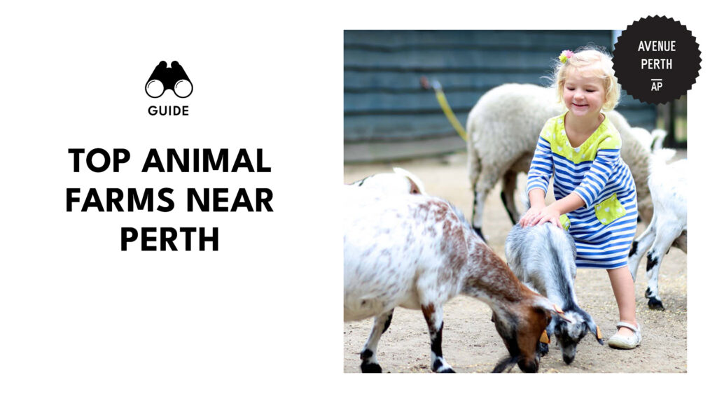 These 15 animal farms near Perth are cottagecore fantasy! [2026]